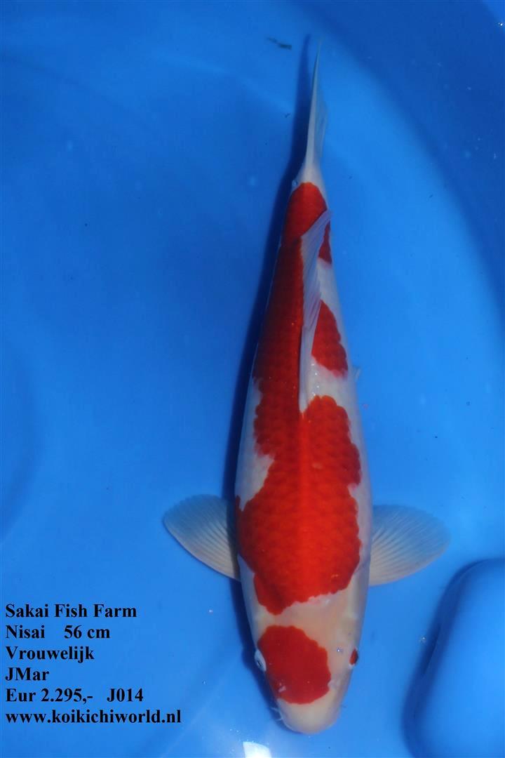 Sakai Fish Farm • Koi Kichi World