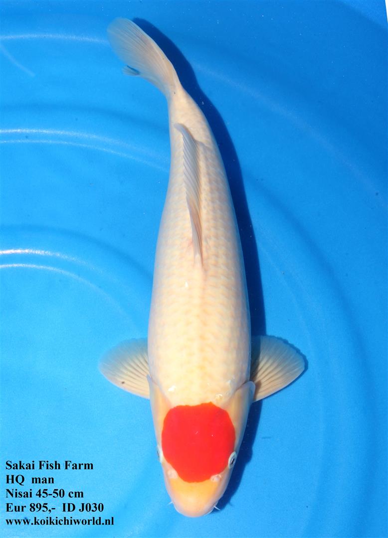 Sakai Fish Farm Deel 2 • Koi Kichi World