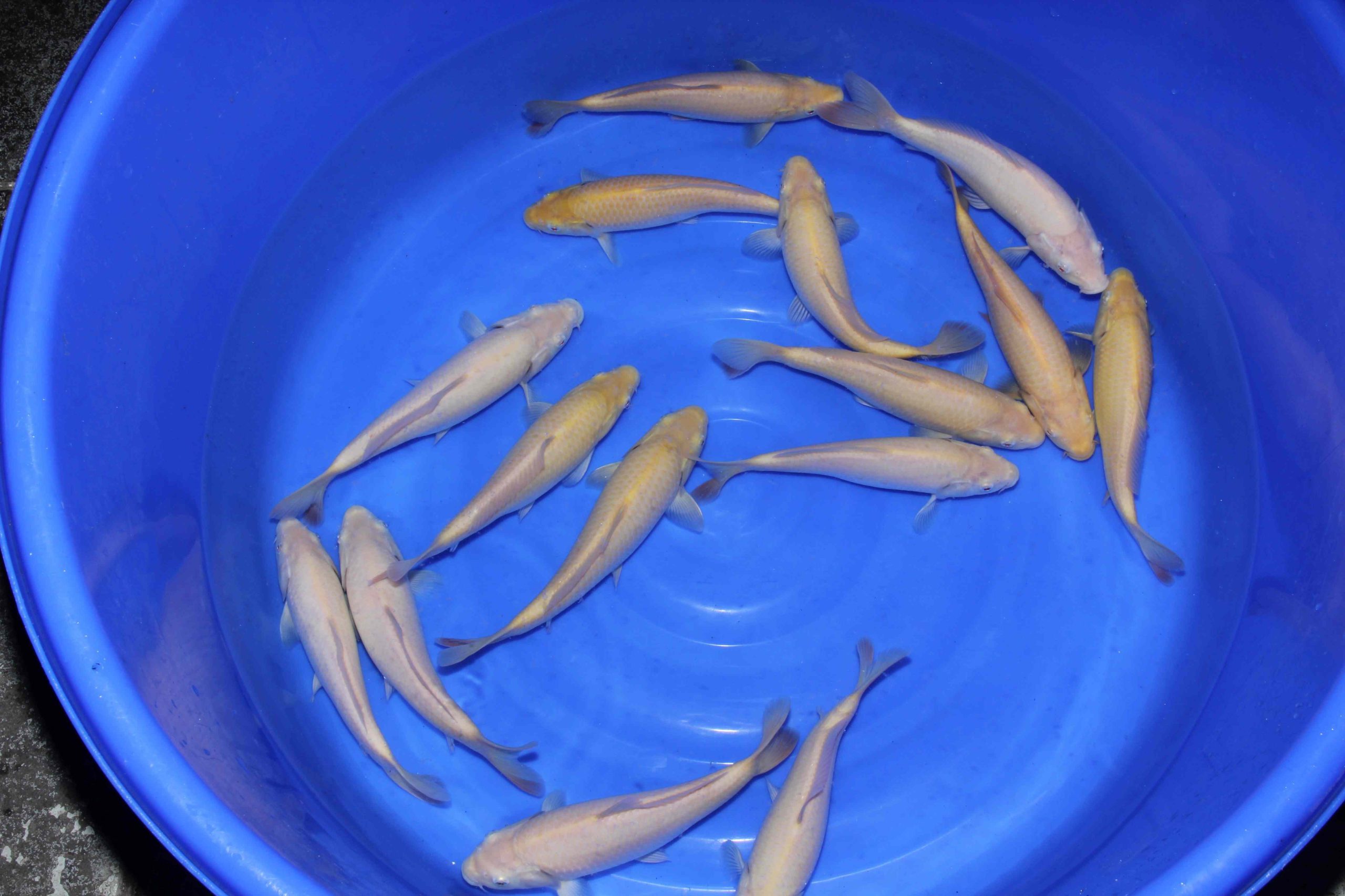 Schema ophalen koi2000 Mango karashigoi en XL karashigoi zaterdag! • Koi Kichi World