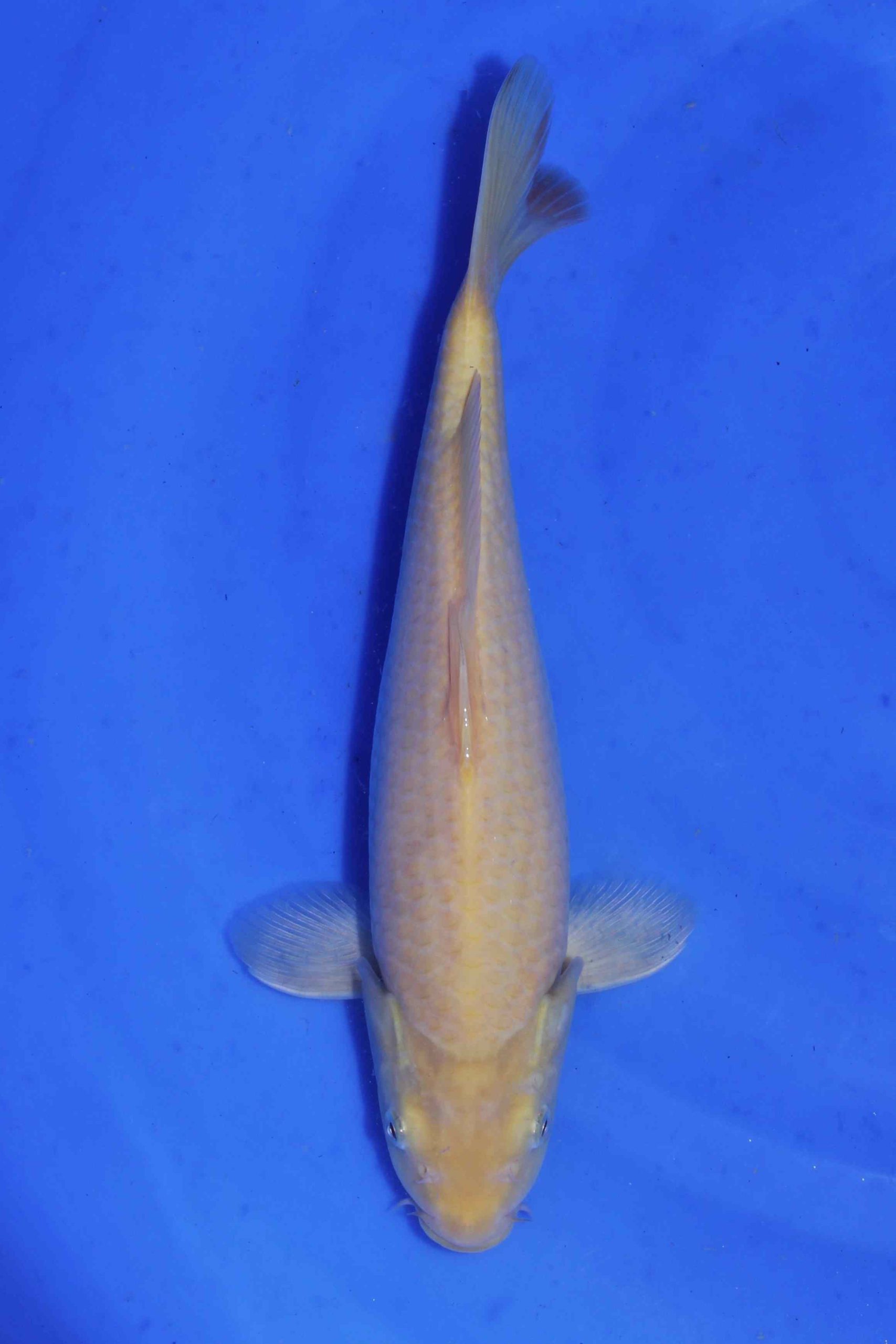 XL Mango karashigoi jumbo tosai • Koi Kichi World