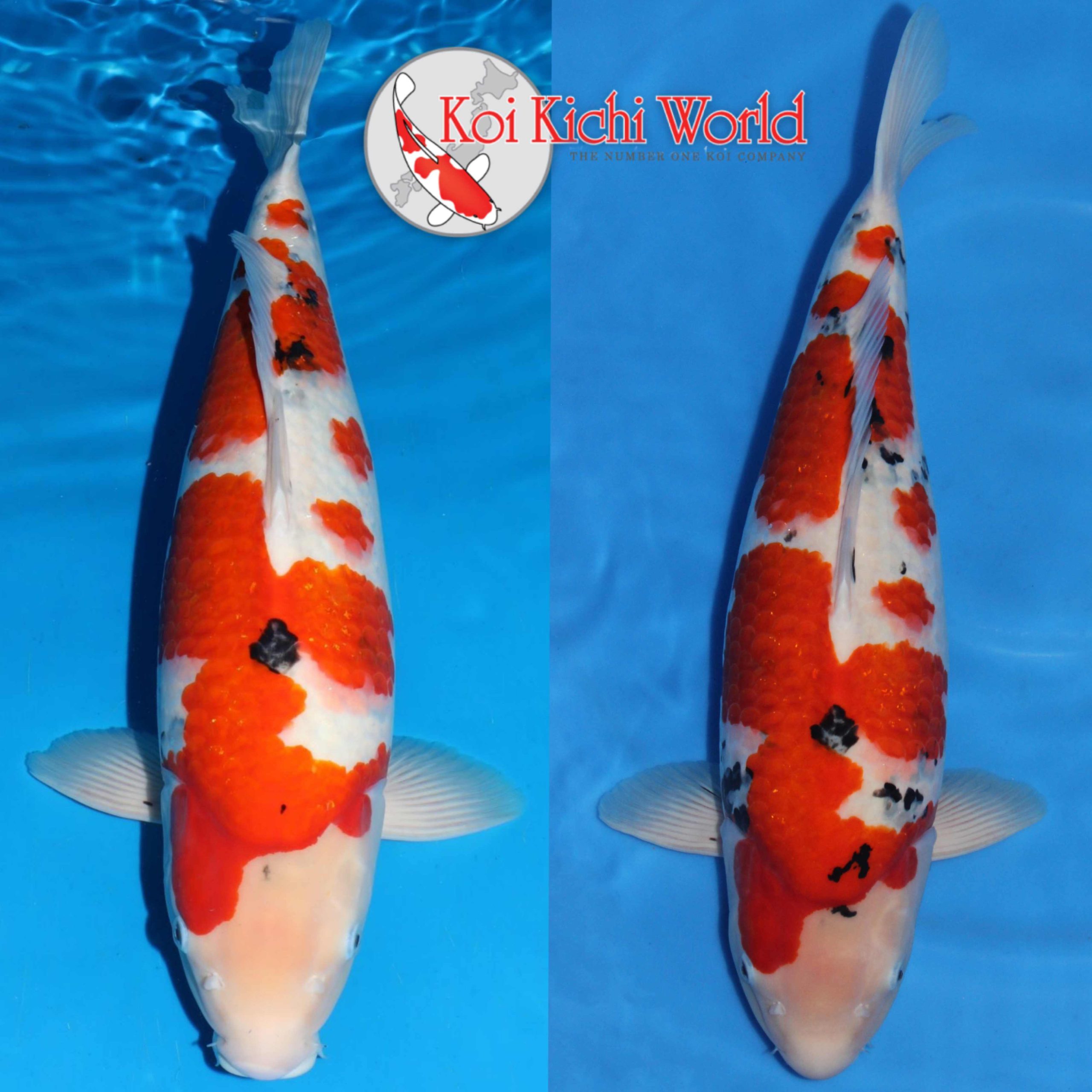 Japanreis najaar 2023! En dinsdag 3 oktober EXTRA open van 12 tot 21:00 • Koi Kichi World