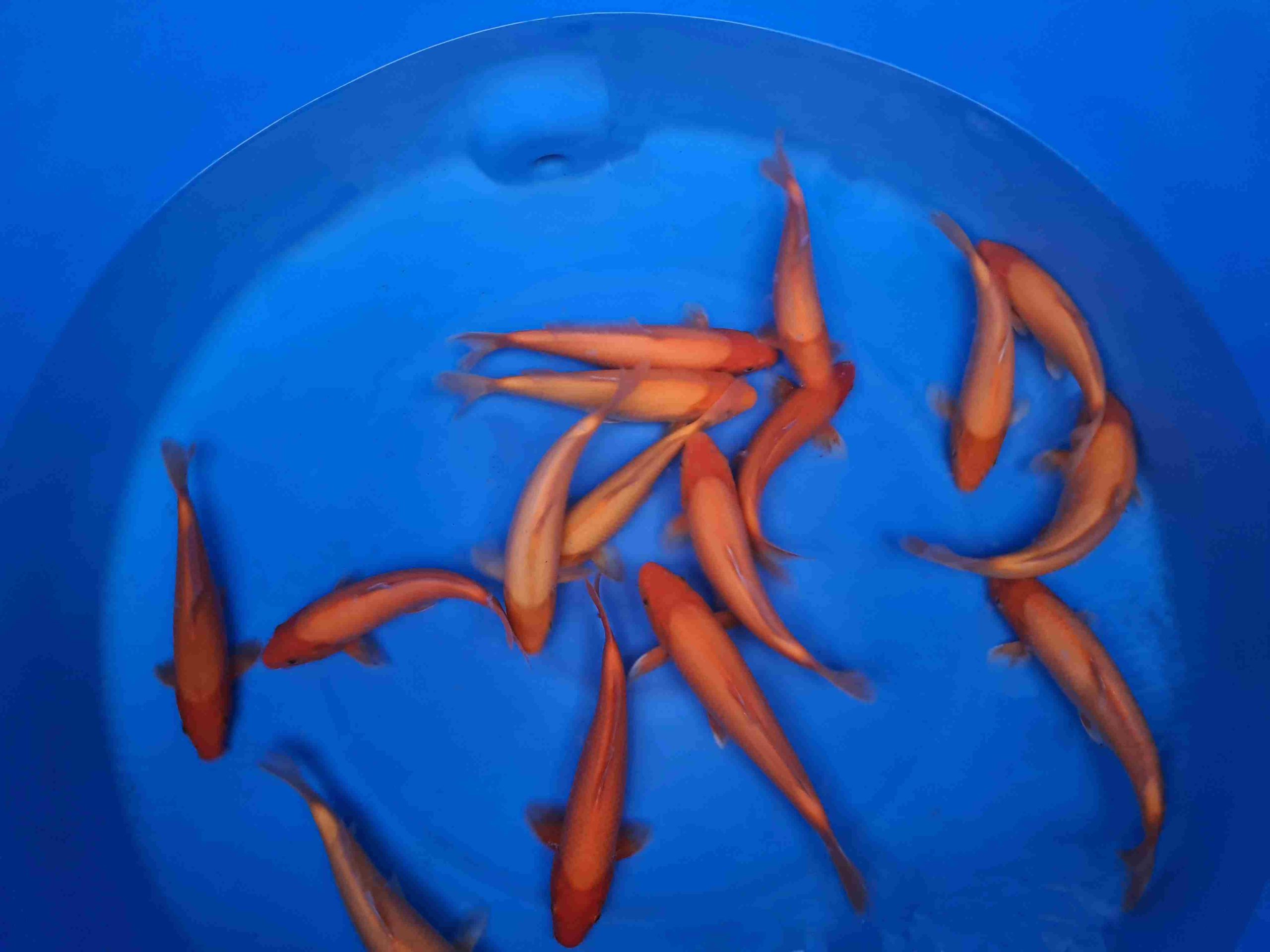 Momotaro SUPER VHQ Super jumbo Beni Karashigoi met JUMBO slagschip ...